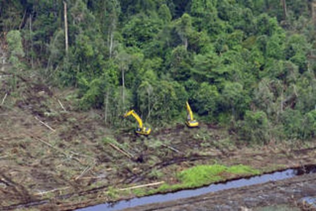 A turning point for deforestation
