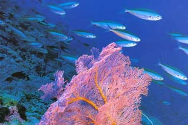 WA reefs 'under oil and gas threat': WWF
