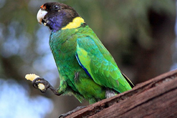 Twenty-eights keep evil spirits at bay