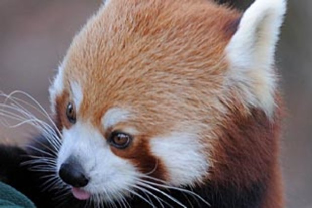Red pandas seek love in a cold climate
