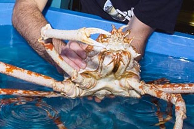 Crabzilla measures up for Claws show