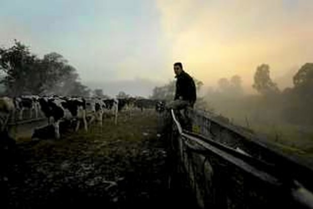 Small dairy farmers the surprise winners in milk wars