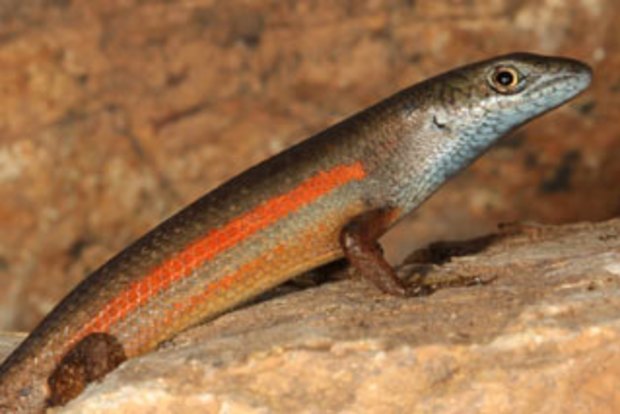 Australia adds two skink species