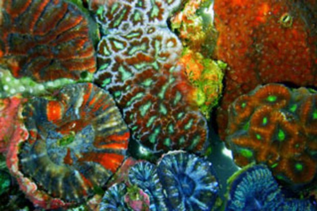 Colourful coral could light the way to cancer cure