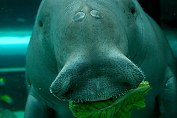 Dugongs are safer in Torres Strait than Townsville