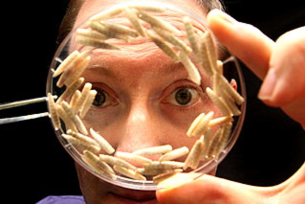 The real life adventures of Maggot Man and Insect Girl