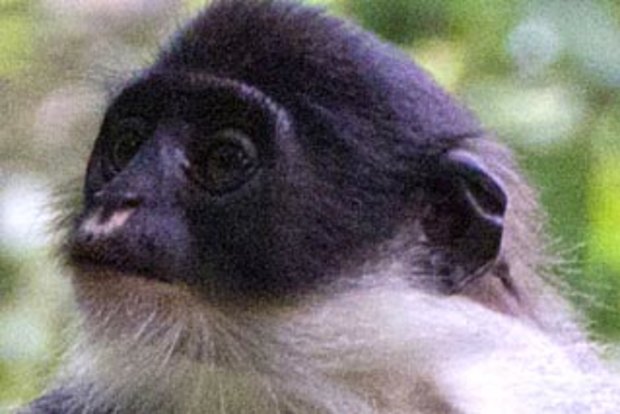Monkey believed extinct 'rediscovered'