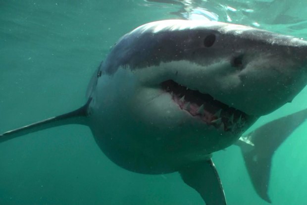Baird pledge: Shark detecting sonar to protect beaches