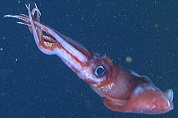 Squid Sex Is A Hit Or Mister Affair