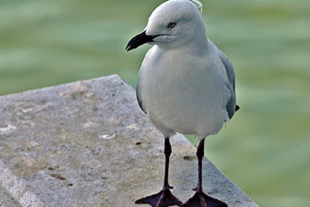 Rats in the sky to most, but for Noongars gull has spiritual link