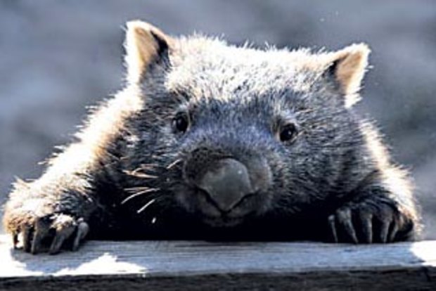 Lights, camera, wombats