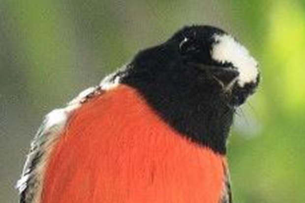 Robin's red breast a badge of courage