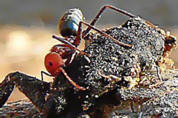 Meat ant the new weapon against cane toads