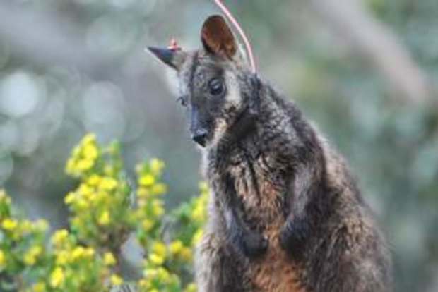 Brush-tailed wallaby breeding program outfoxed