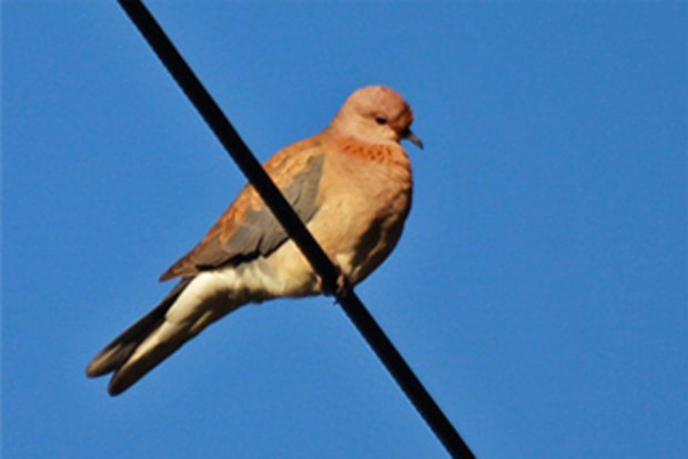 Dove spreading love over WA