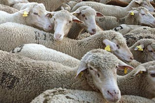 Exporter reveals details of mass sheep slaughter