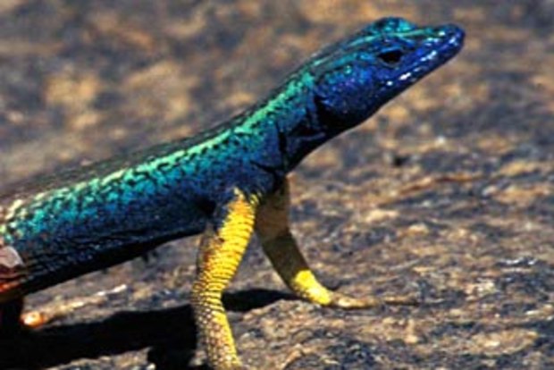 Lizard sends 'invisible' warning to rivals