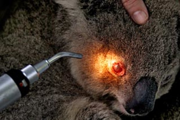 Disease-free koalas at risk of chlamydia