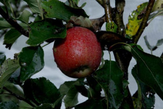 Law of gravitation: Newton's apple tree falls into the hands of experts