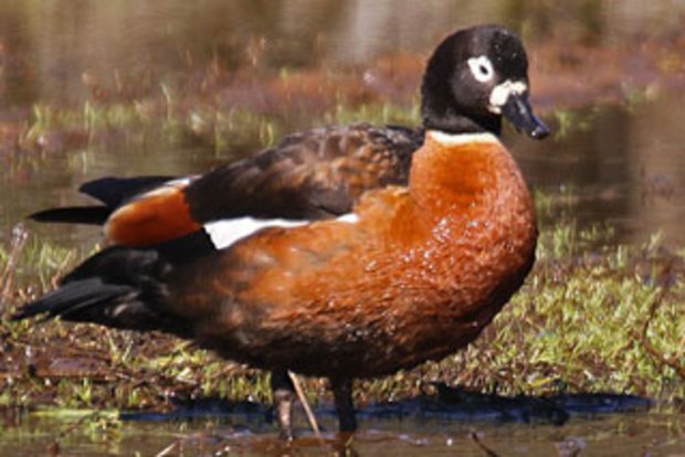 Mountain ducks pair for life