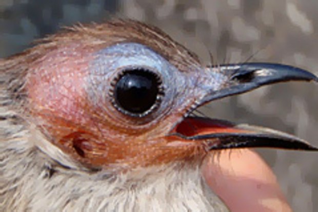 'Bald' bird Asia's first new bulbul in 100 years