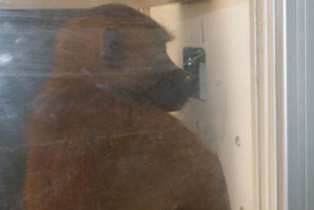 Baboons touch on evolution of reading