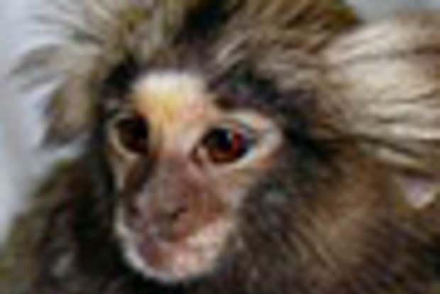 Monkeys glow with gene transfer breakthrough