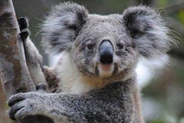 Koalas at risk with climate change
