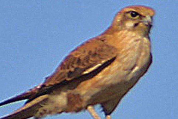 Birds of Perth: Pint-sized predator puts paid to pests