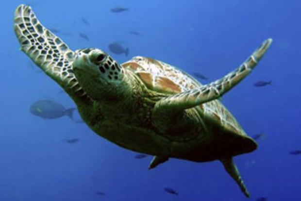 Marine litter condemns endangered sea turtles to slow death