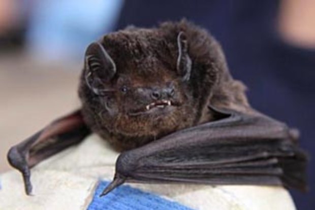 Insect-eating microbats call city's western suburbs home