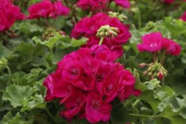 Journey of the geranium