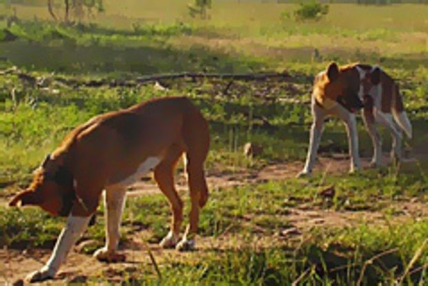 Dingo behaviour gives locals paws for thought