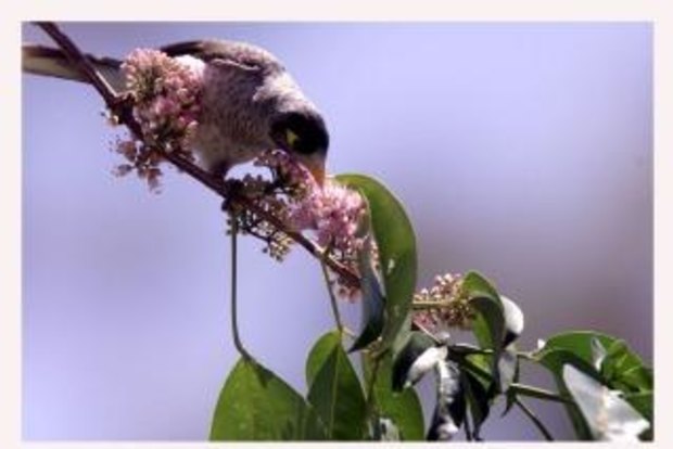 Book review: Where Song Began, by Tim Low