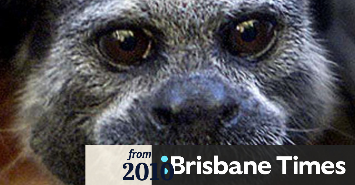 Three 'sightings' of missing monkey