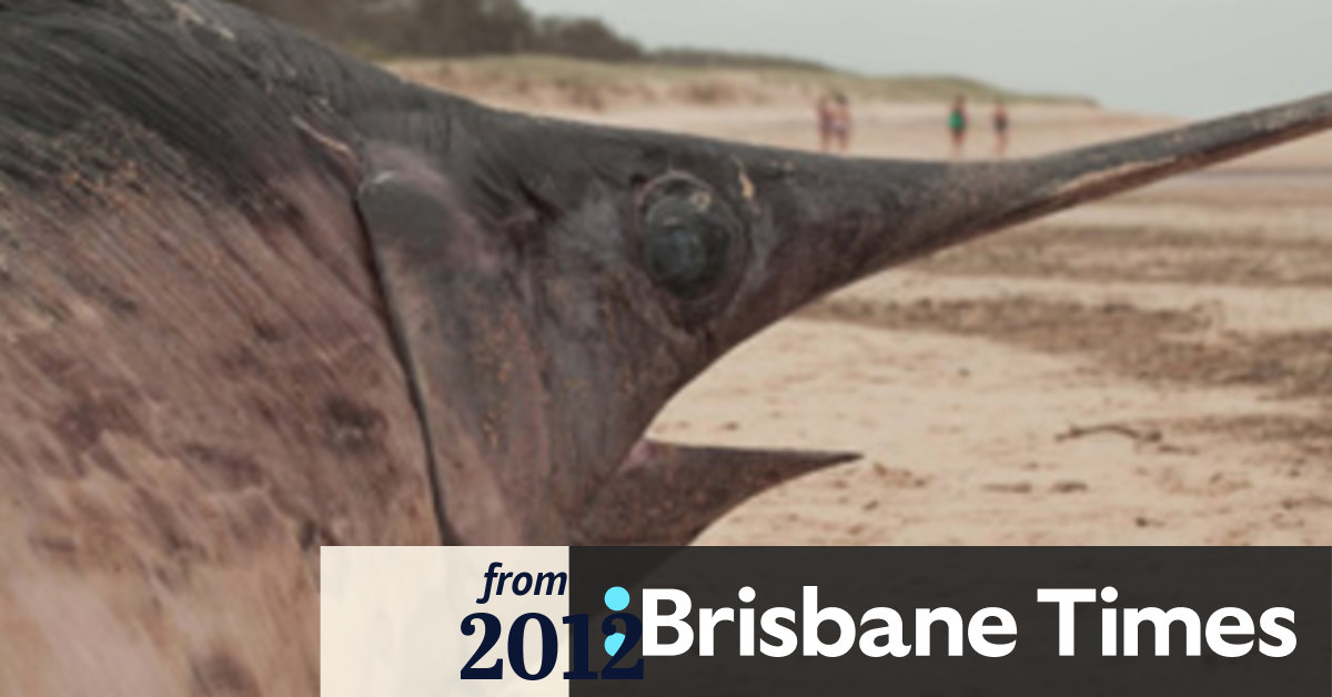 Swordfish death a mystery