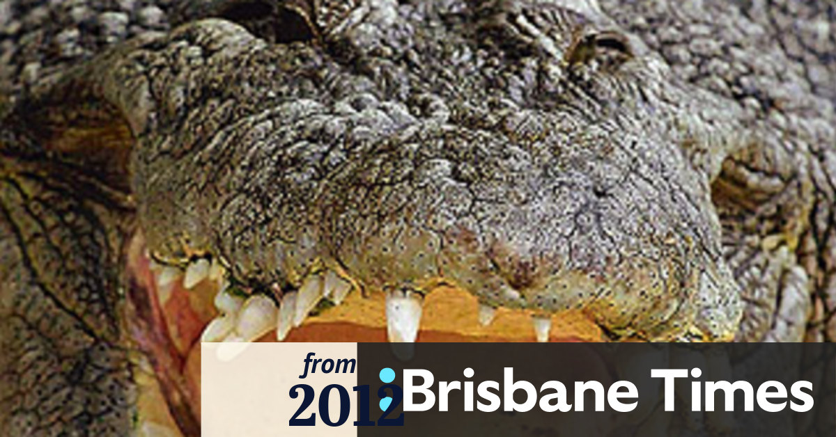 Large croc seen near Maryborough