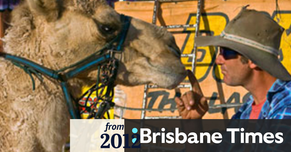 Birdsville pitches in to find violent camel killer