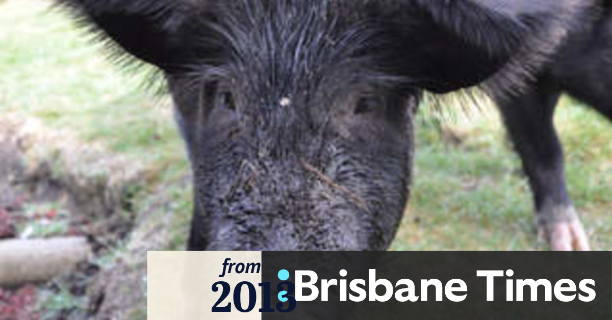 Boy gored by feral pig in north Queensland