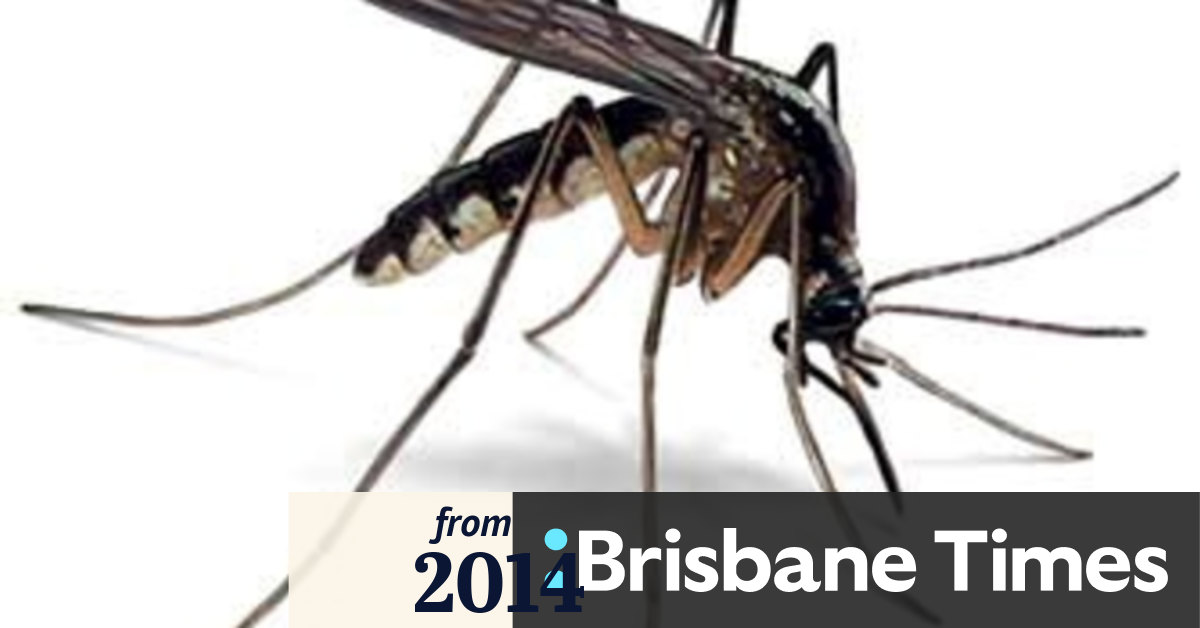 Dengue fever outbreak hits north Qld