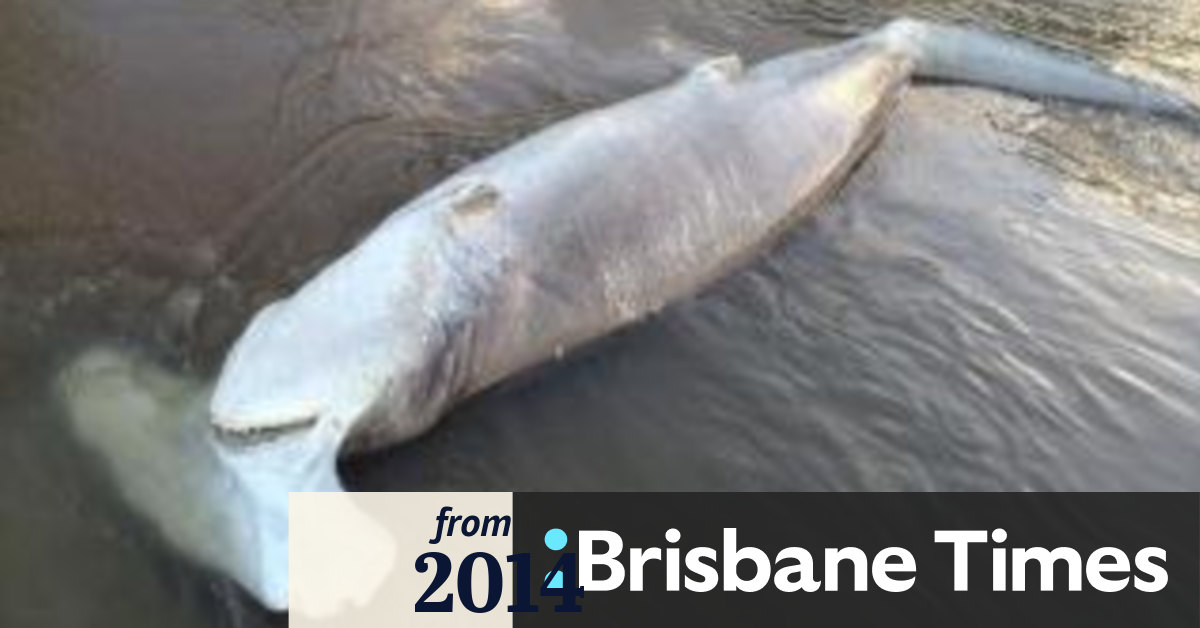 Hammerhead shark without fins found on north Queensland beach