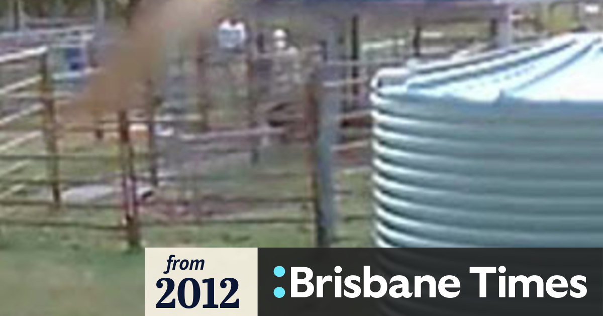 Alpaca attack caught on camera