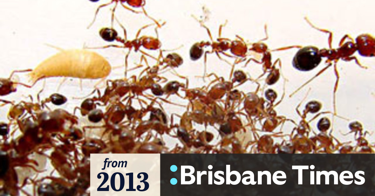 Eradicating the red imported fire ant with remote sensing