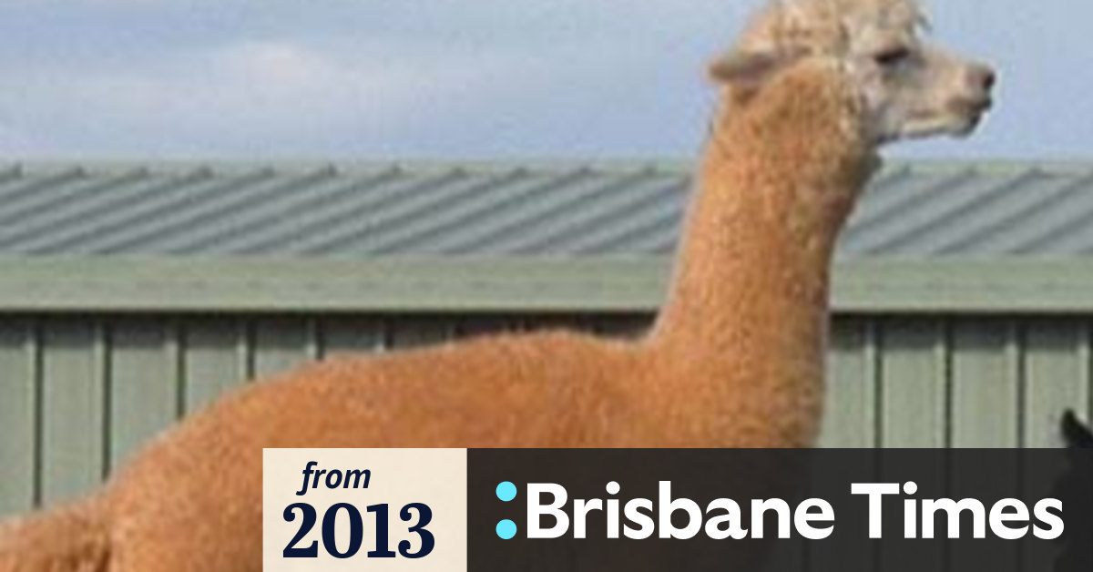 Attorney-General orders appeal of alpaca killer's sentence