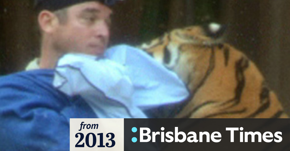 Australia Zoo tiger handler recovering after attack