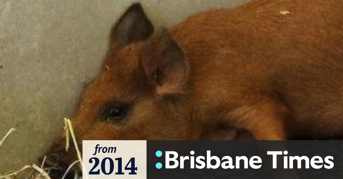 Animal cruelty charges dropped in Gabba pig smuggling case