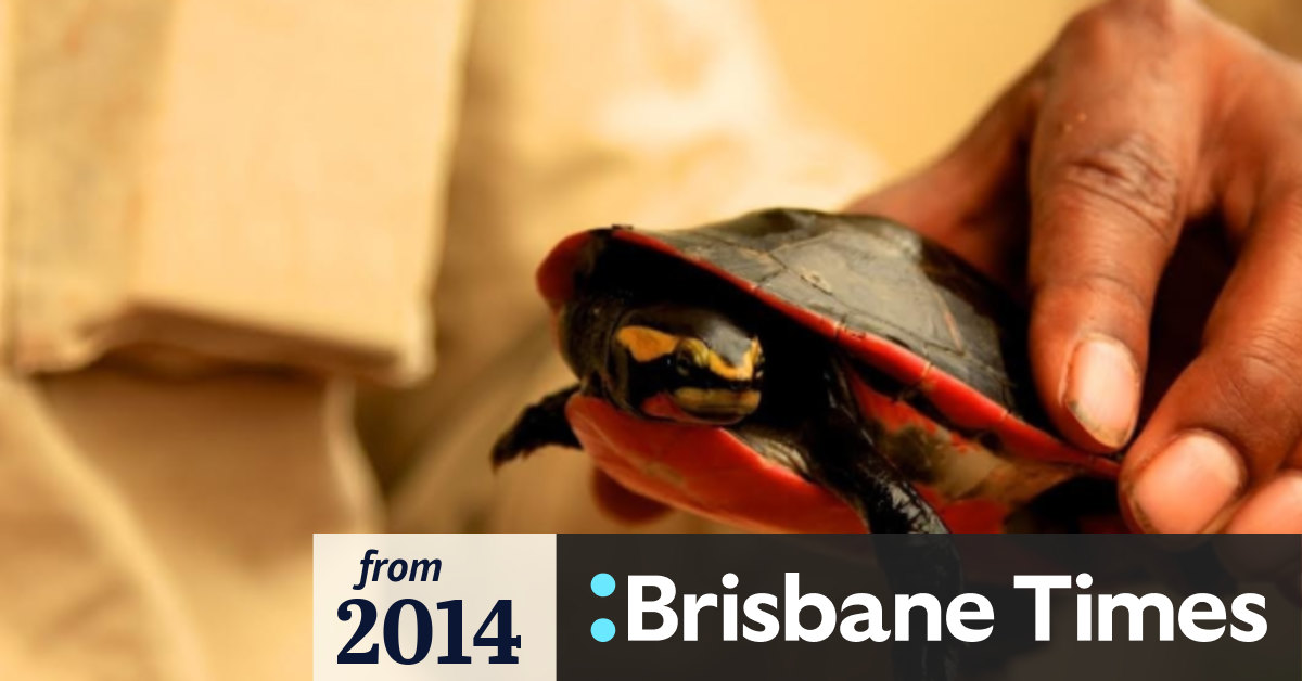 Queensland's 'fluoro' Jardine River turtles sighted for first time in ...