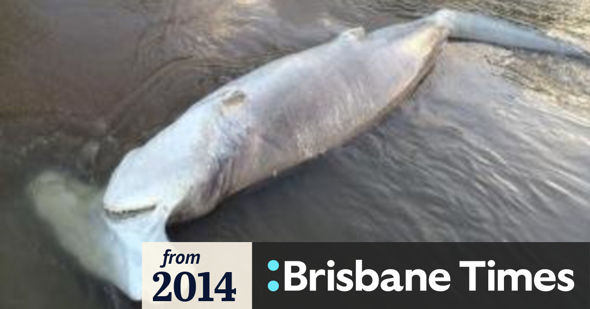 Hammerhead shark without fins found on north Queensland beach