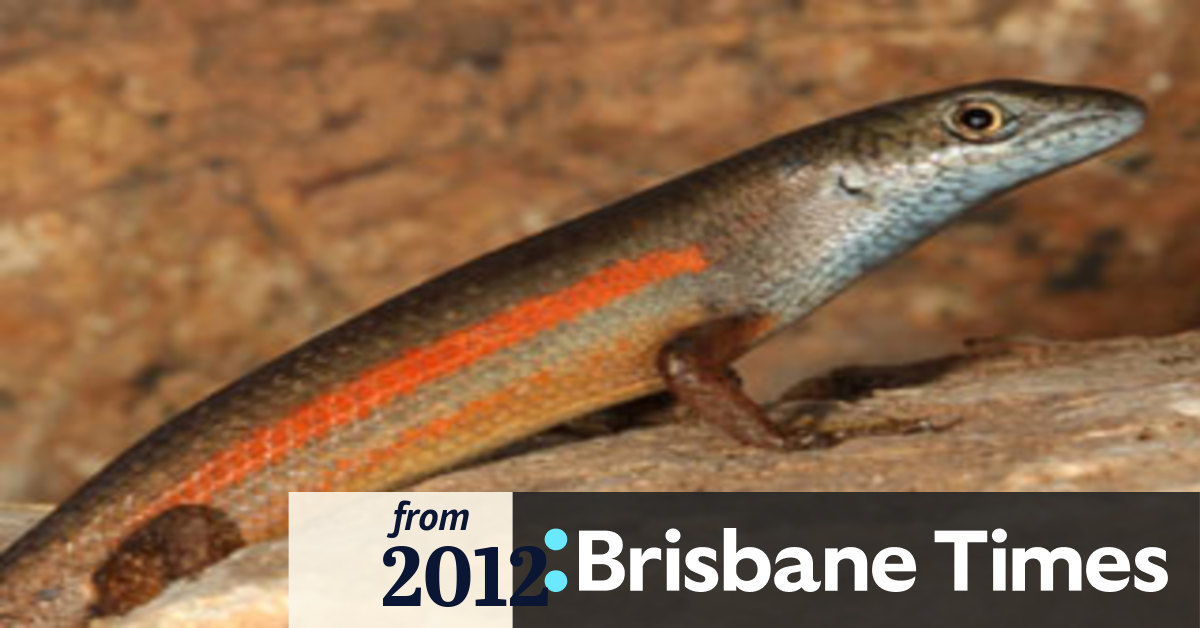 Australia adds two skink species