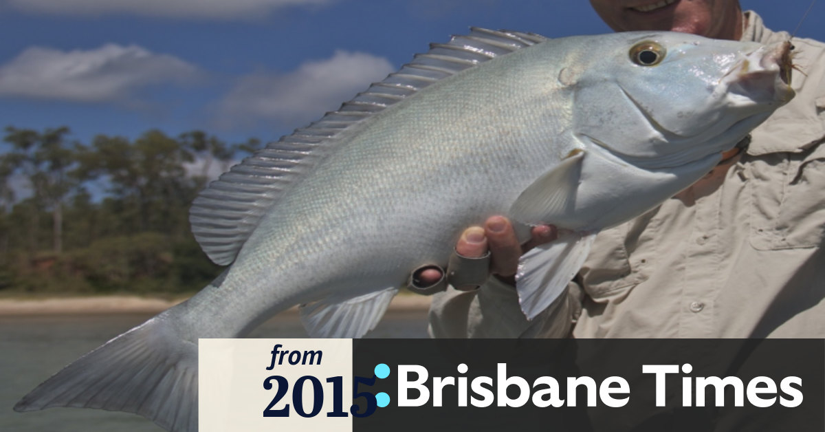 'Blue bastard': Science gets hooks into mystery fish